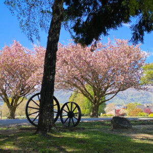 Explore daily photo journals around the world | Blipfoto