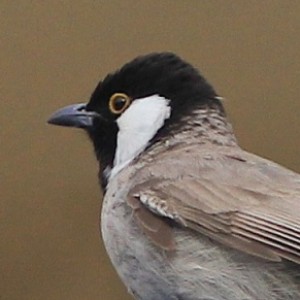 Bahrain's national bird - White Cheeked Bulbul | TMLHereAndThere | Blipfoto