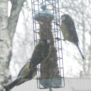 Explore daily photo journals around the world | Blipfoto